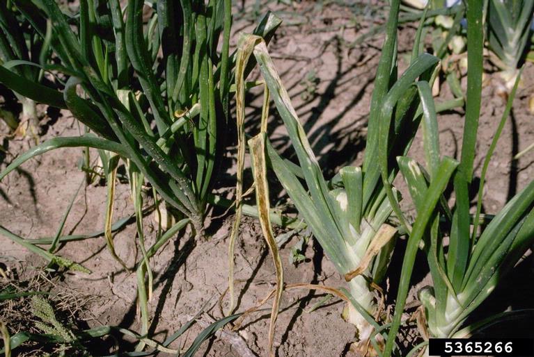 Pantoea rot and blight (Pantoea ananatis pv. ananatis (Serrano 1928 ...