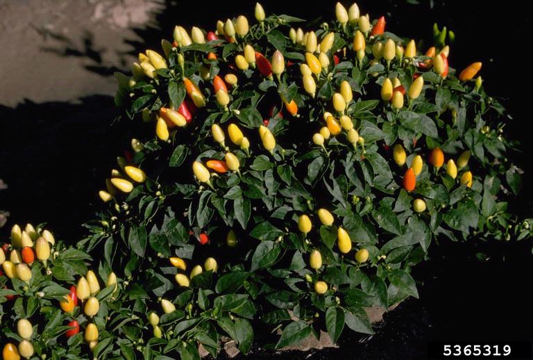 pepper (Genus Capsicum)