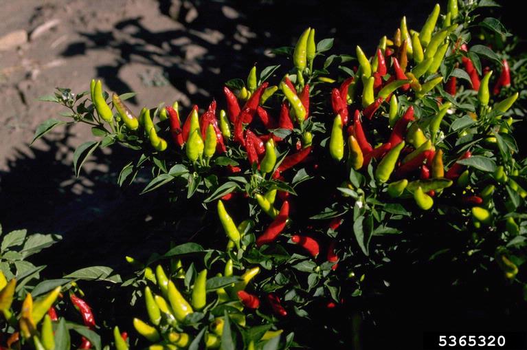 pepper (Genus Capsicum)