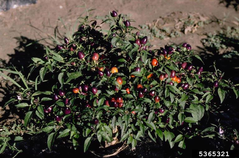 pepper (Genus Capsicum L.)