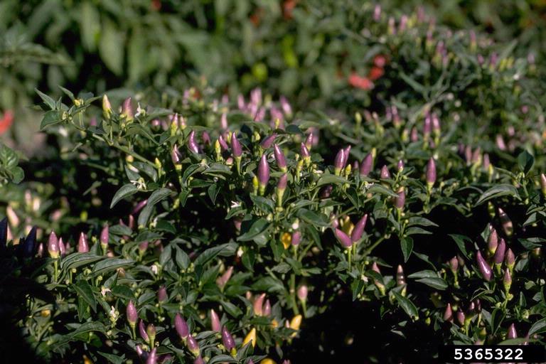 pepper (Genus Capsicum L.)