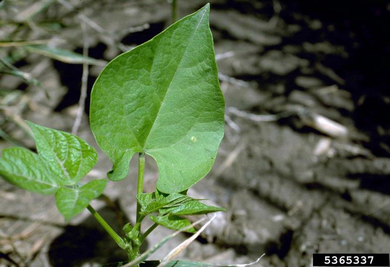 dry bean rust (Uromyces appendiculatus)