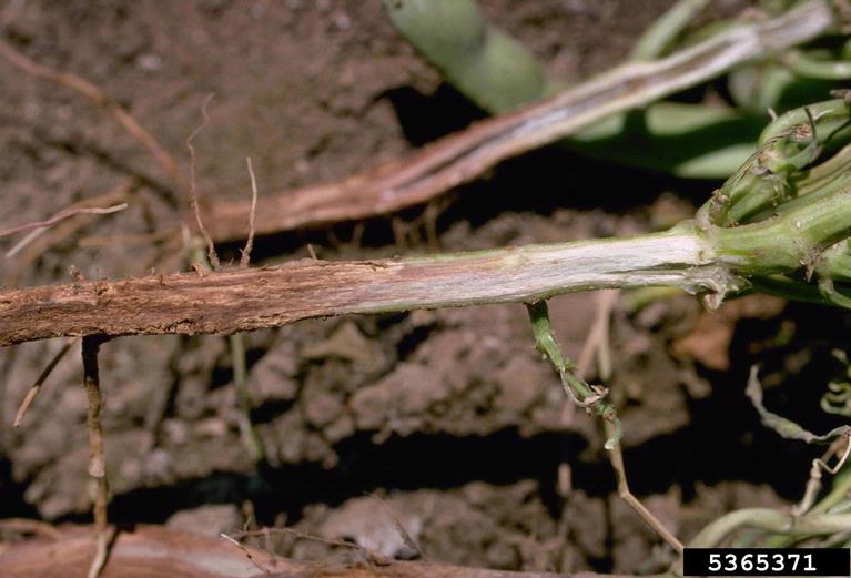 Fusarium wilt (Fusarium oxysporum f.sp. phaseoli J.B. Kendr. & W.C. Snyder)