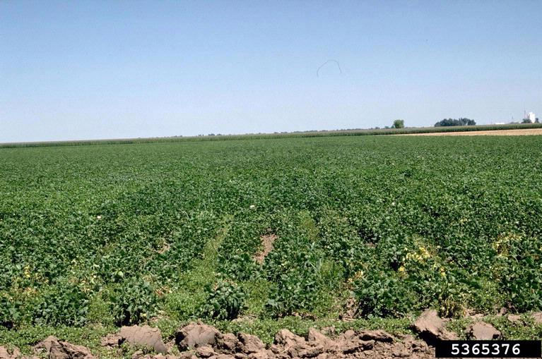 common bean (Phaseolus vulgaris)