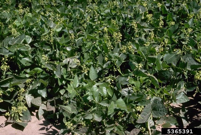 lima bean (Phaseolus lunatus)