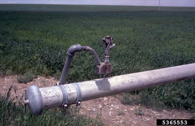 irrigation