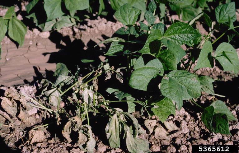 Pythium diseases (Genus Pythium)