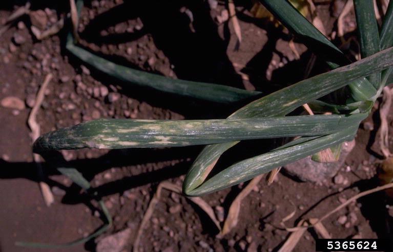 iris yellow spot virus (IYSV) (Tospovirus Iris yellow spot virus)
