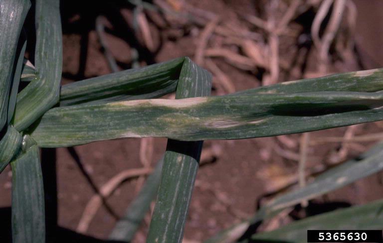 iris yellow spot virus (IYSV) (Tospovirus Iris yellow spot virus)