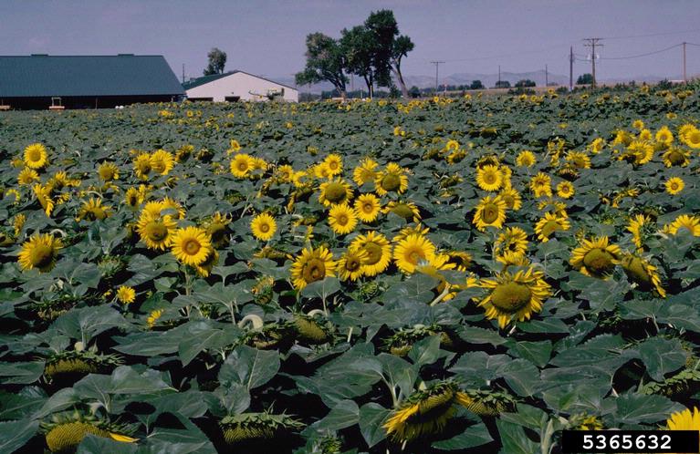 sunflower (Genus Helianthus L.)