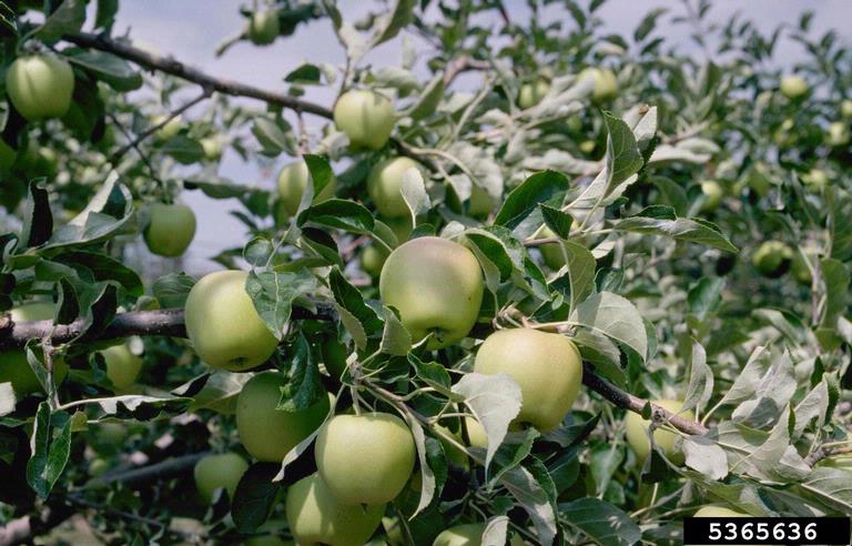 apple (Malus domestica)
