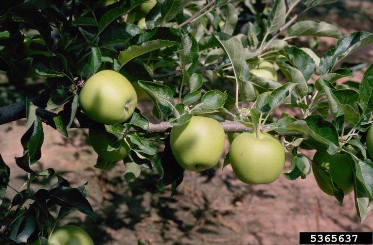 apple (Malus domestica)