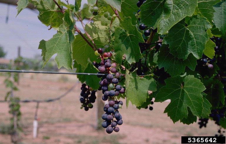 wine grape (Vitis vinifera)