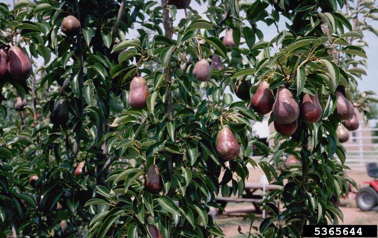 pear (Genus Pyrus)