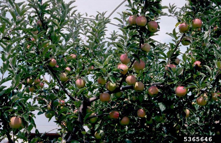 apple (Malus domestica)