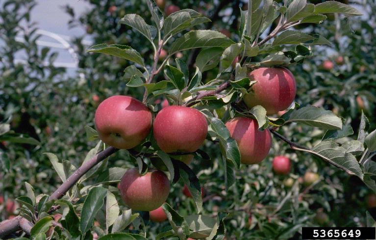 apple (Malus domestica Borkh.)