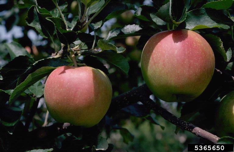 apple (Malus domestica)