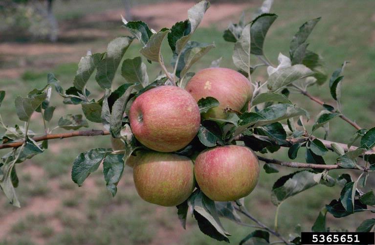 apple (Malus domestica)