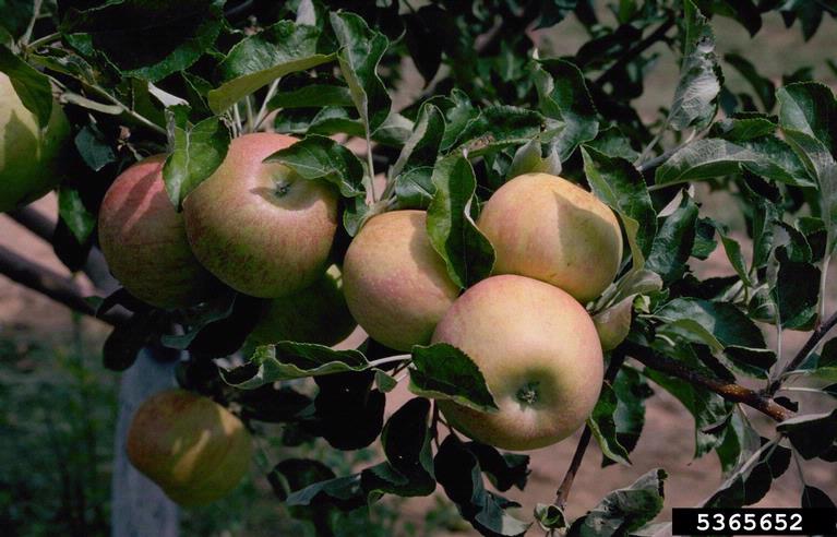 apple (Malus domestica)