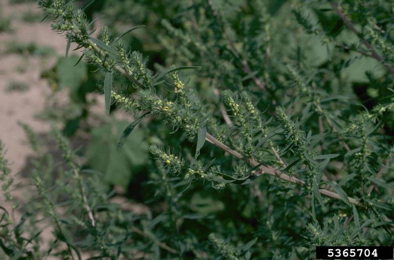 Mexican fireweed (Bassia scoparia ) on common bean (Phaseolus vulgaris ...