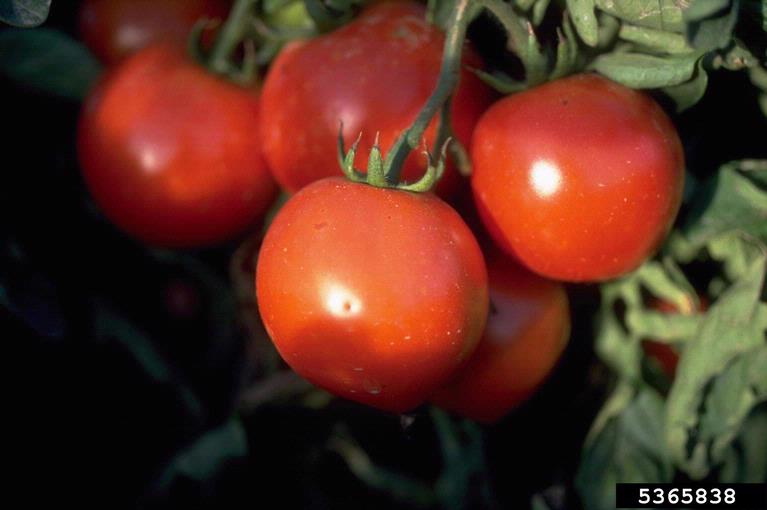 garden tomato (Solanum lycopersicum)
