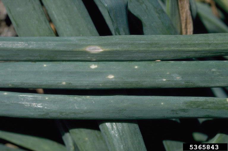 Botrytis aclada Fresen.