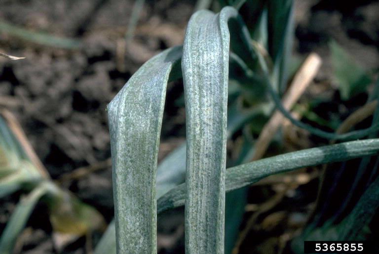 onion thrips (Thrips tabaci)