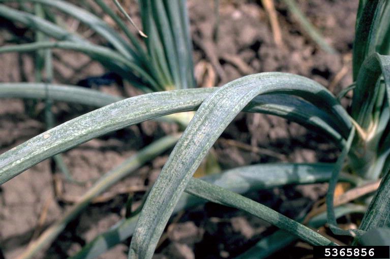 onion thrips (Thrips tabaci)