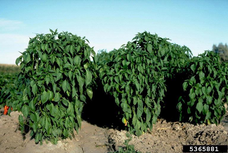 pepper (Genus Capsicum)
