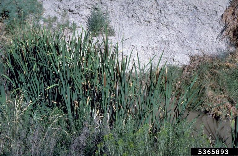 common cattail (Typha latifolia)