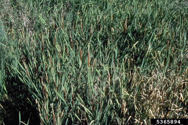 common cattail (Typha latifolia L.)