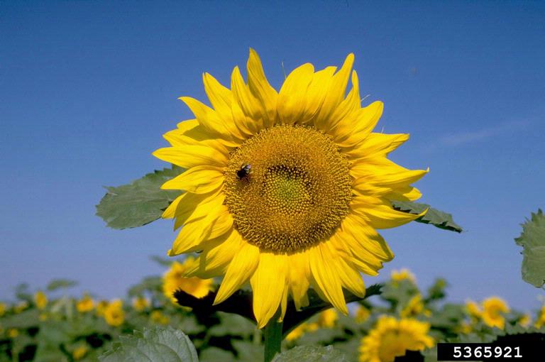 bumble bees (Genus Bombus Latreille, 1802)