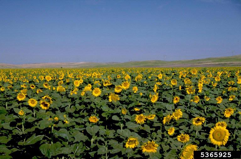 sunflower (Genus Helianthus L.)