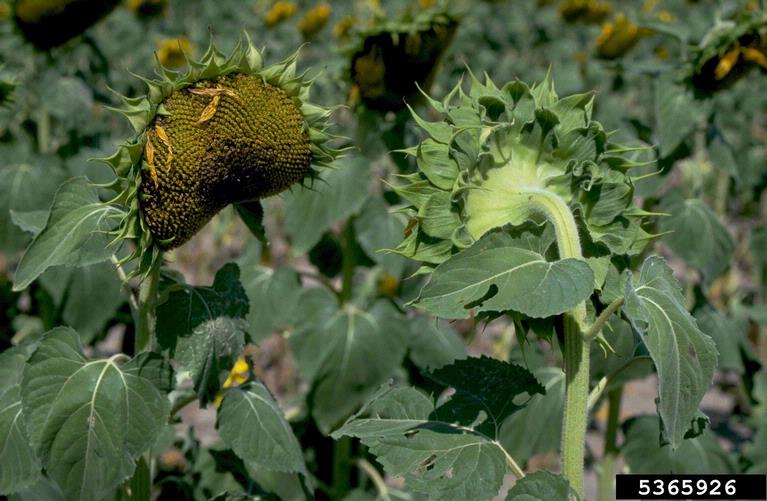 sunflower (Genus Helianthus)