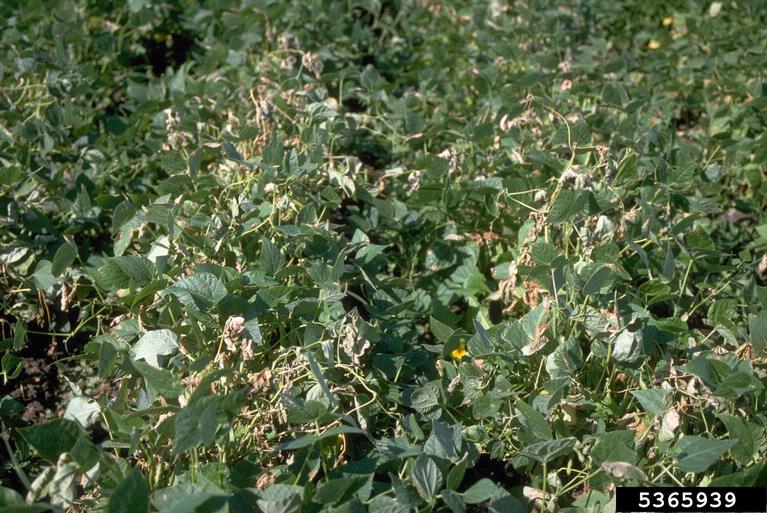 heat on common bean (Phaseolus vulgaris ) - 5365939