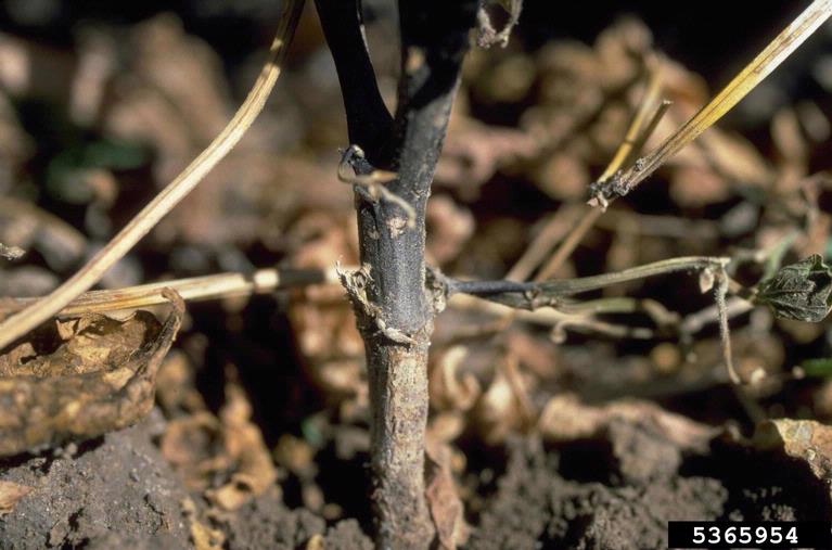 charcoal rot (Macrophomina phaseolina)