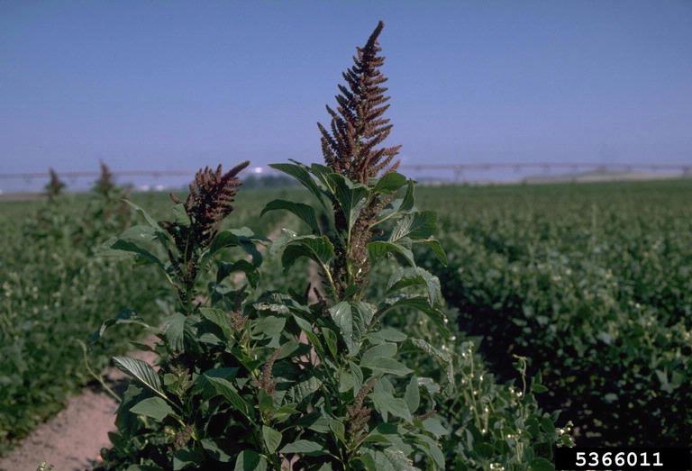 pigweed (Genus Amaranthus)