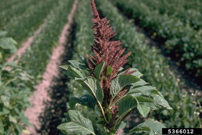pigweed, Amaranthus spp. (Caryophyllales: Amaranthaceae) - 5366012