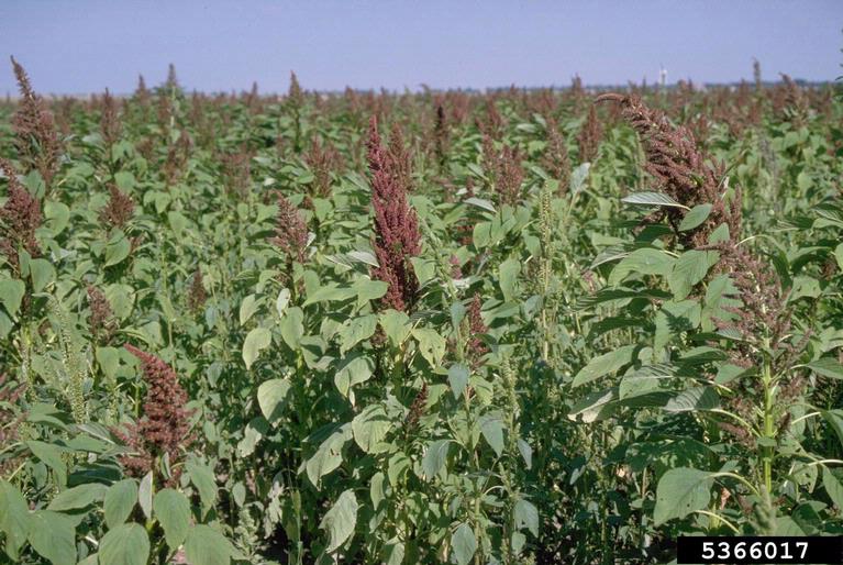 pigweed (Genus Amaranthus L.)