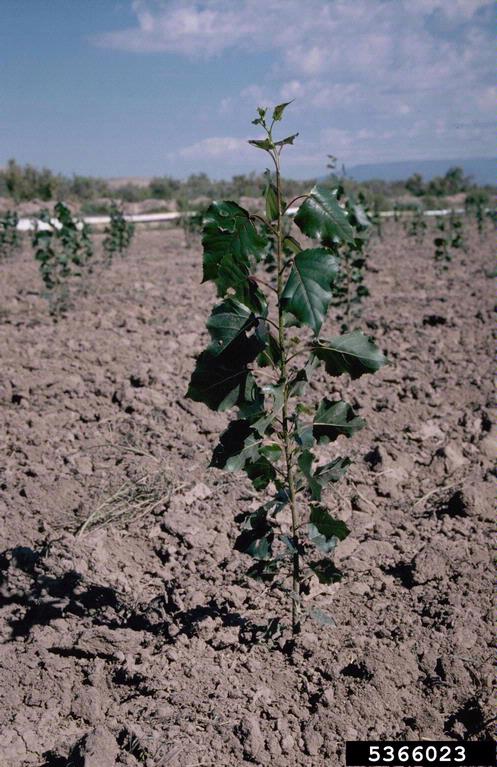 aspen/poplar (Genus Populus)