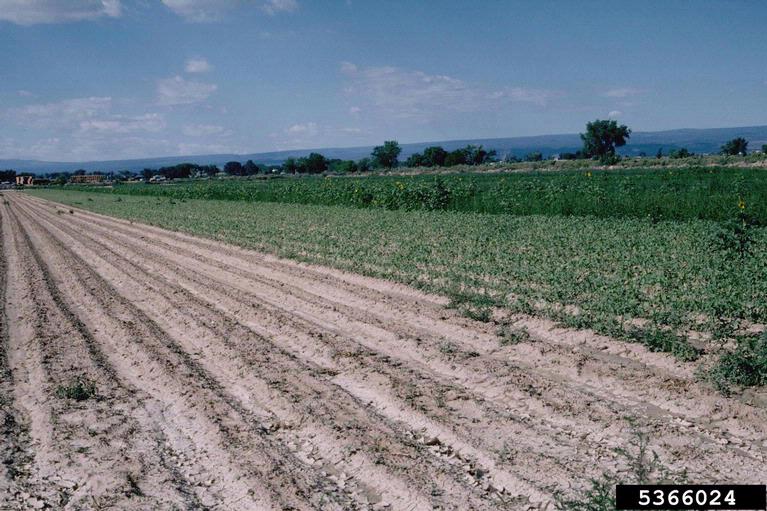 aspen/poplar, Populus spp. (Salicales: Salicaceae) - 5366024