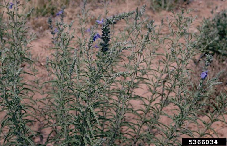 sage (Genus Salvia L.)