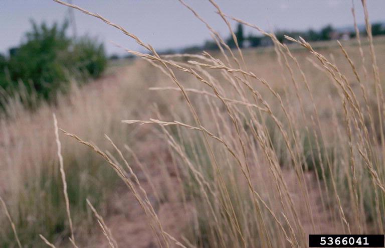 spike muhly (Muhlenbergia wrightii)
