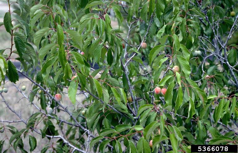 American plum (Prunus americana)