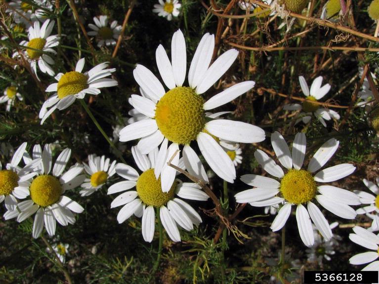mayweed, scentless chamomile (Tripleurospermum inodorum (L.) Sch. Bip.)