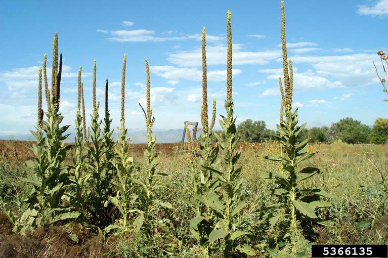 common mullein (Verbascum thapsus)