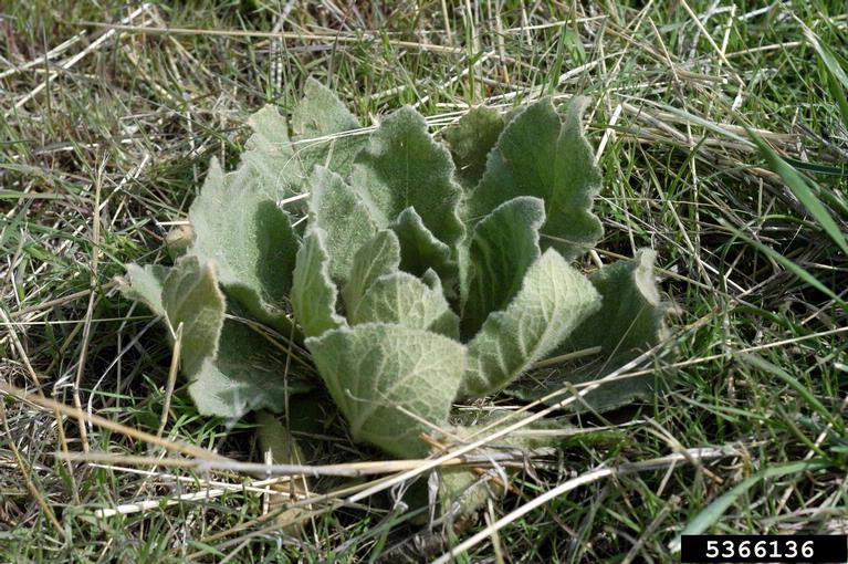 common mullein (Verbascum thapsus)