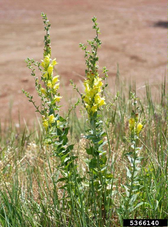 Dalmatian toadflax (Linaria dalmatica (L.) P. Mill.)