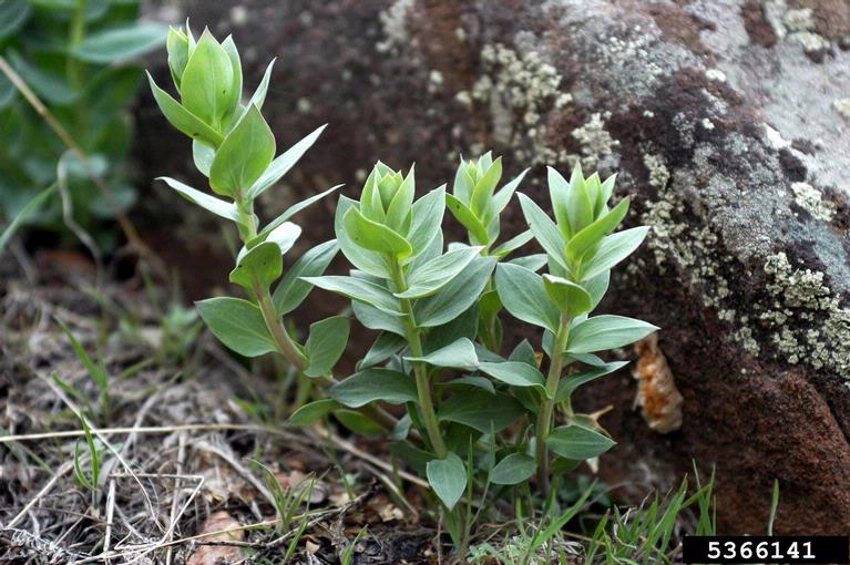 Dalmatian toadflax (Linaria dalmatica (L.) P. Mill.)