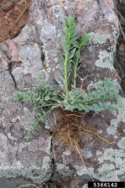 Dalmatian toadflax (Linaria dalmatica (L.) P. Mill.)